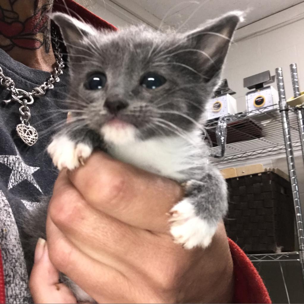 Pet of the Week - Eureka Spring Times-Echo