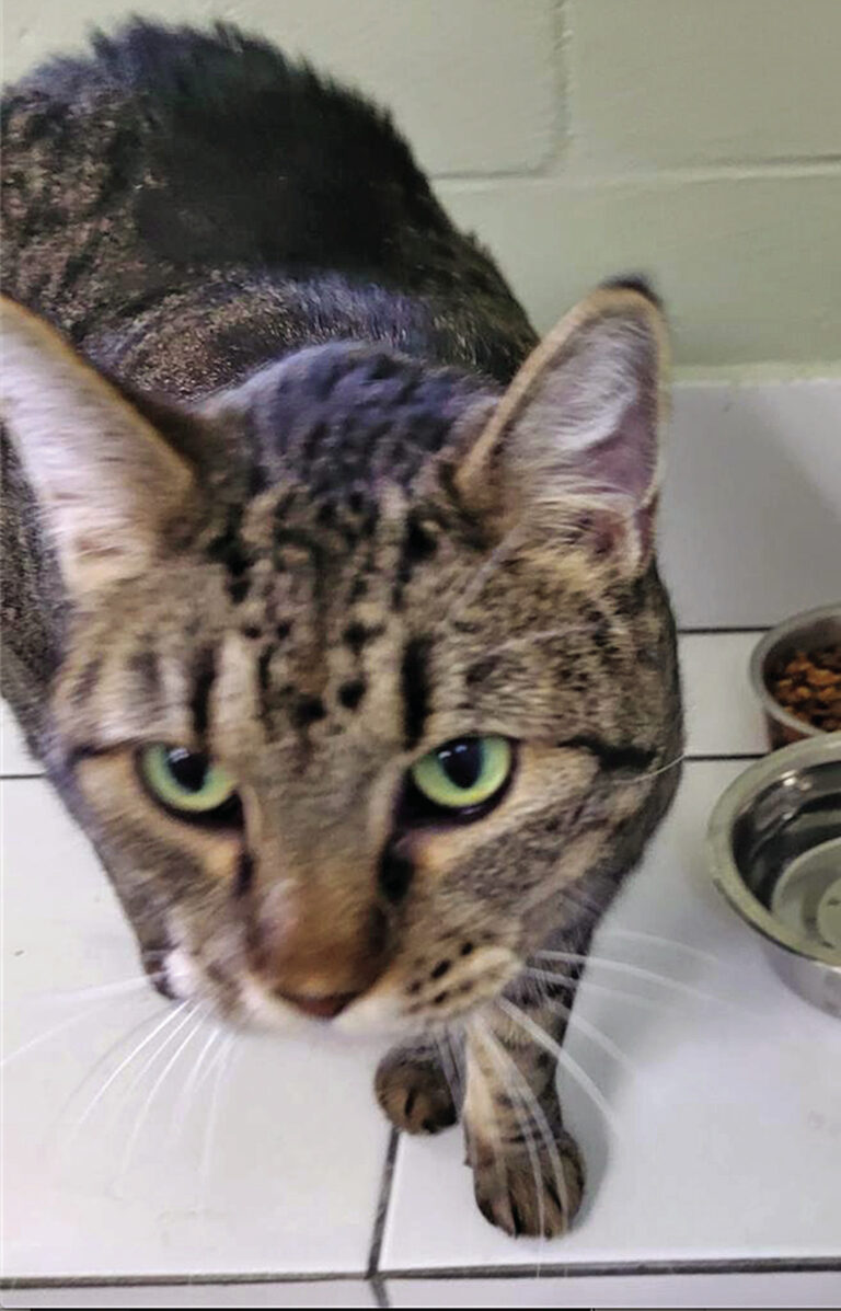 Home - Eureka Springs Times-Echo