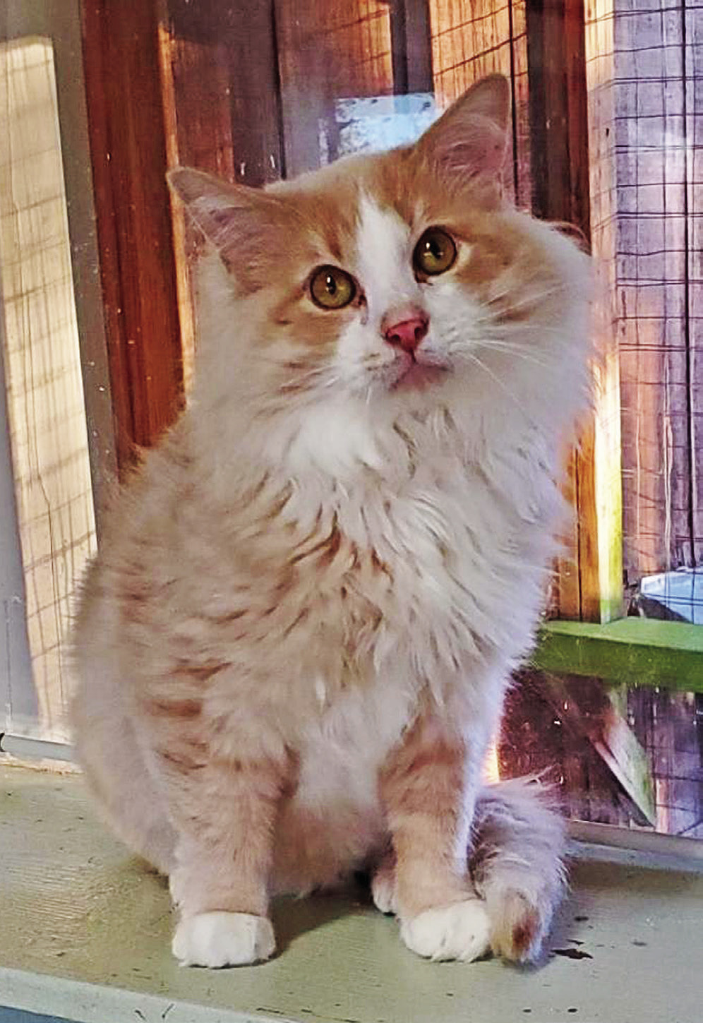 Pet of the Week: Argon - Eureka Spring Times-Echo