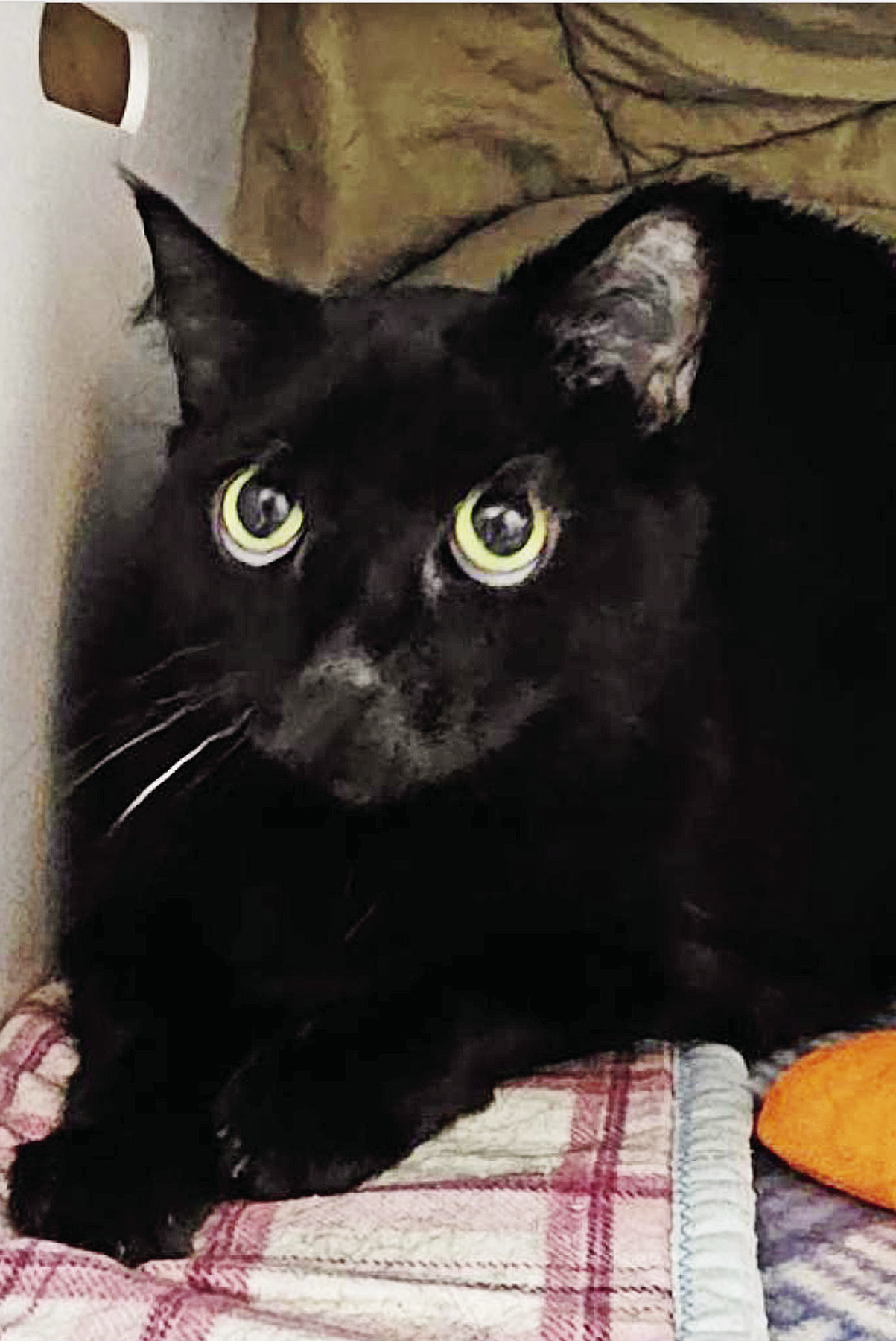 Pet of the Week: Stella - Eureka Spring Times-Echo