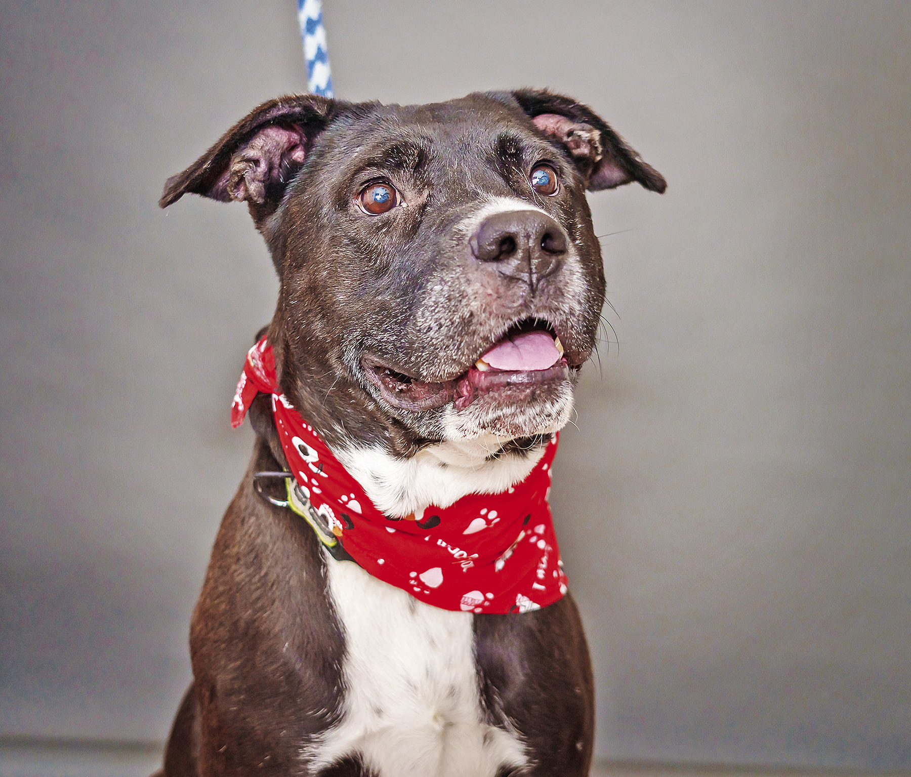 Pet of the Week: Dr. Pepper - Eureka Spring Times-Echo