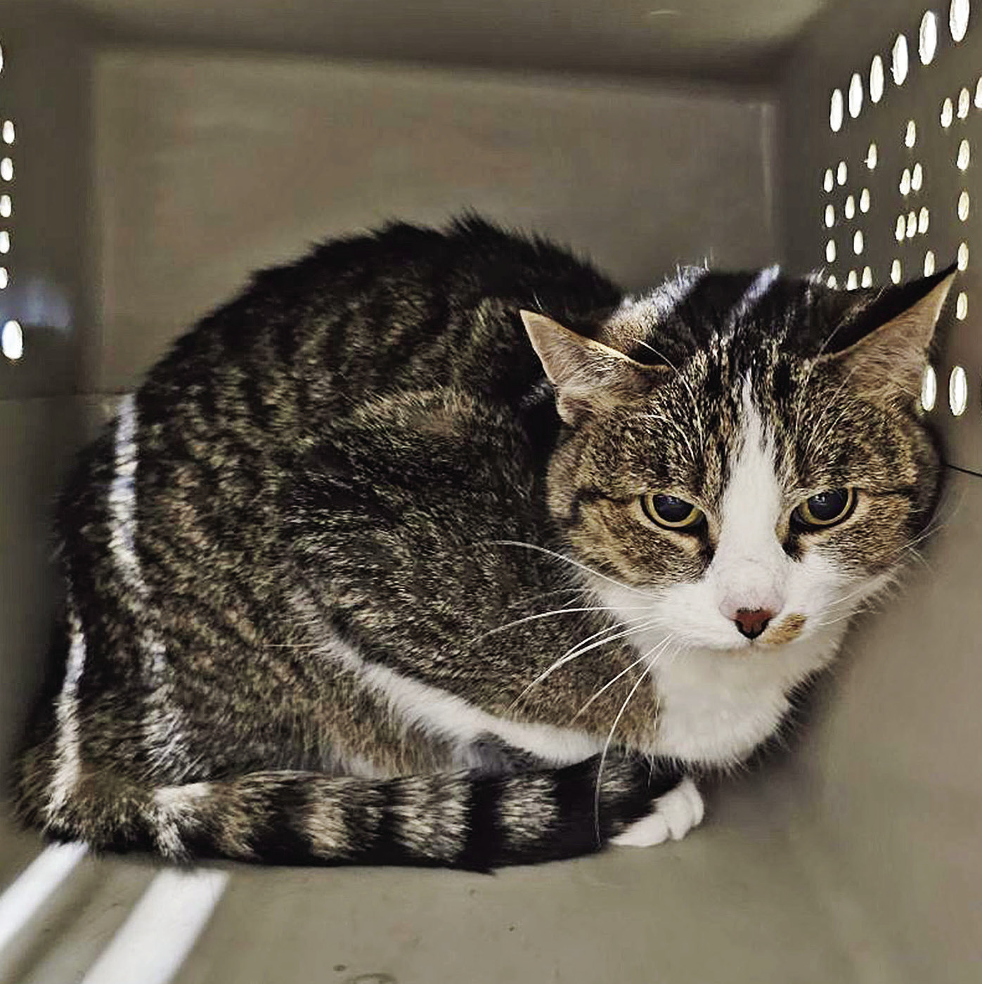 Pets of The Week: Simone and Sam - Eureka Spring Times-Echo