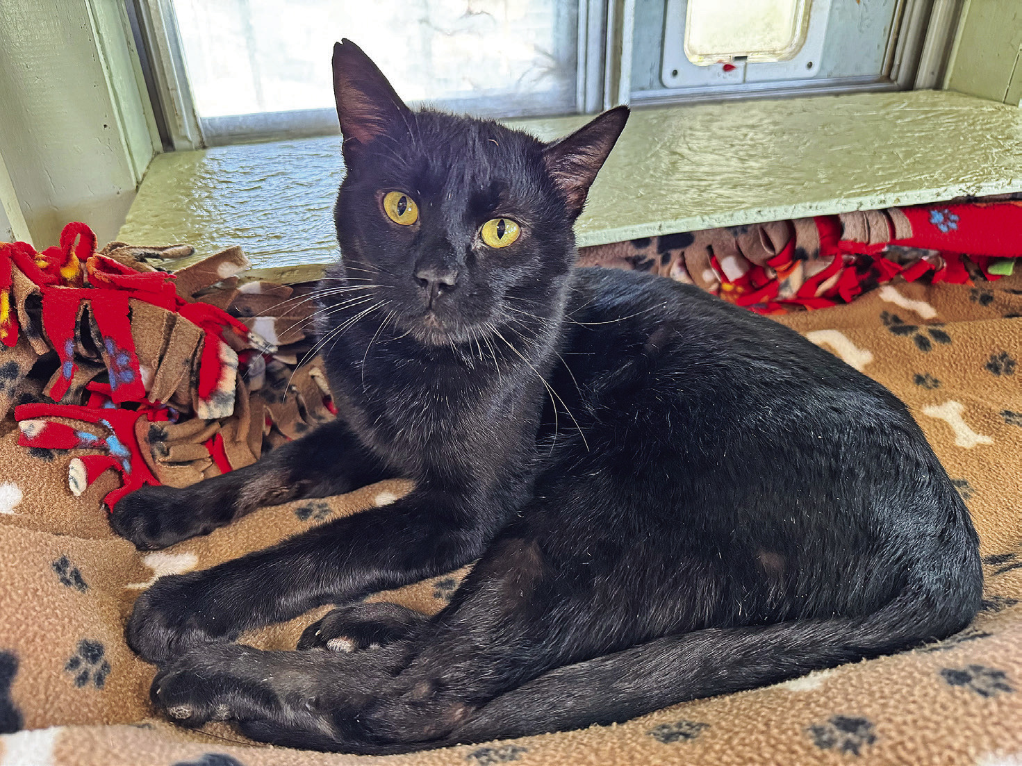 Pet of the Week - Eureka Spring Times-Echo