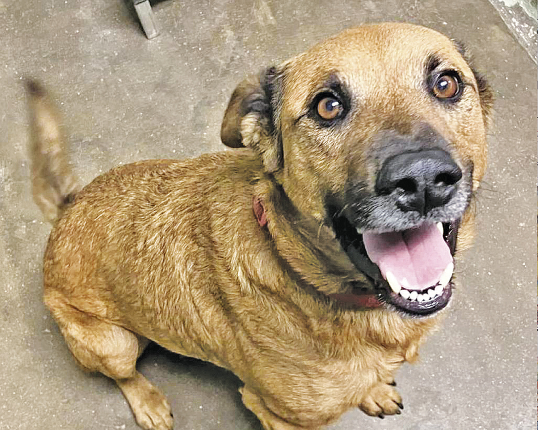 Pet of the Week - Eureka Spring Times-Echo