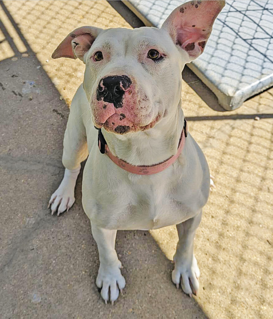 Home - Eureka Spring Times-Echo