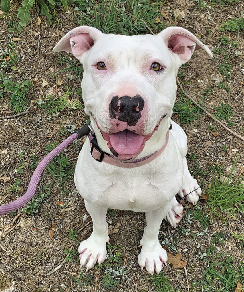 Hospital commission fires CEO, director of nursing - Eureka Spring Times-Echo