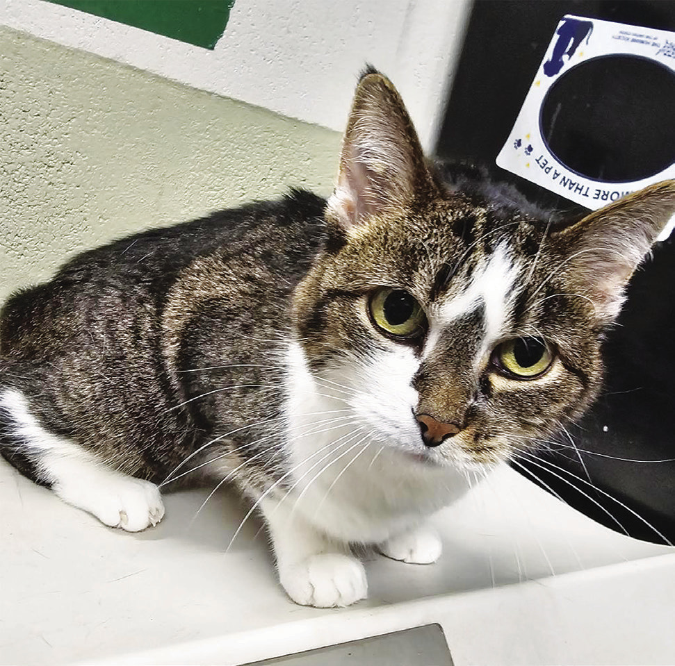 Pets of the Week: Sam & Simone - Eureka Spring Times-Echo