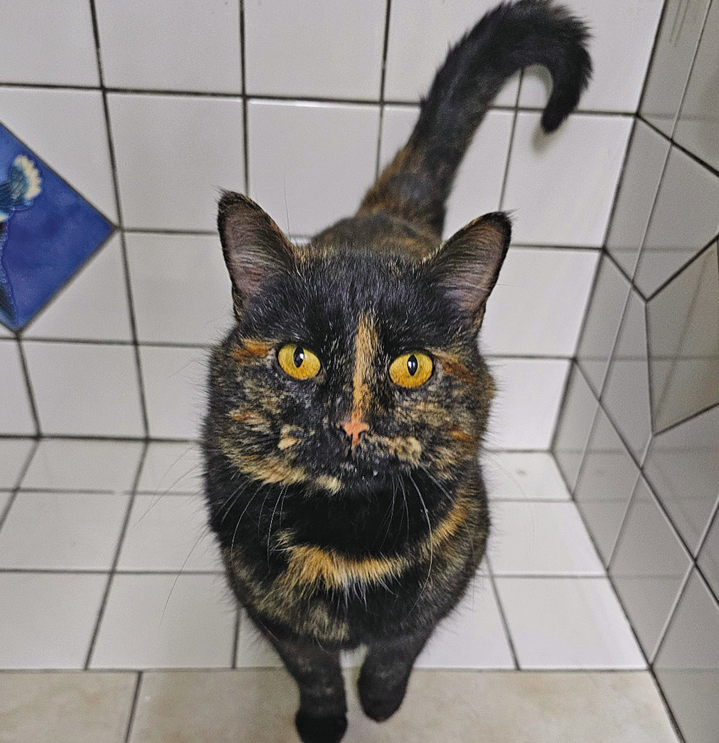 Pet of the Week: Paisley - Eureka Spring Times-Echo