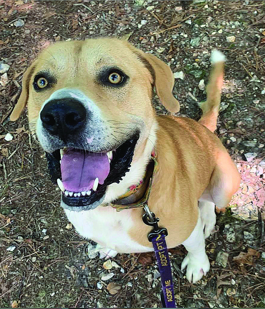 Pet of the Week - Eureka Spring Times-Echo