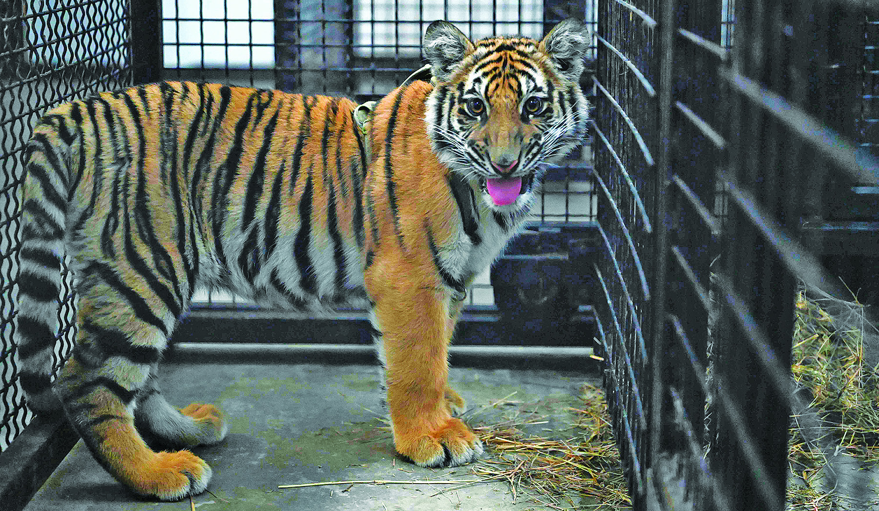Turpentine Creek provides safe haven for trafficked tiger - Eureka Spring Times-Echo