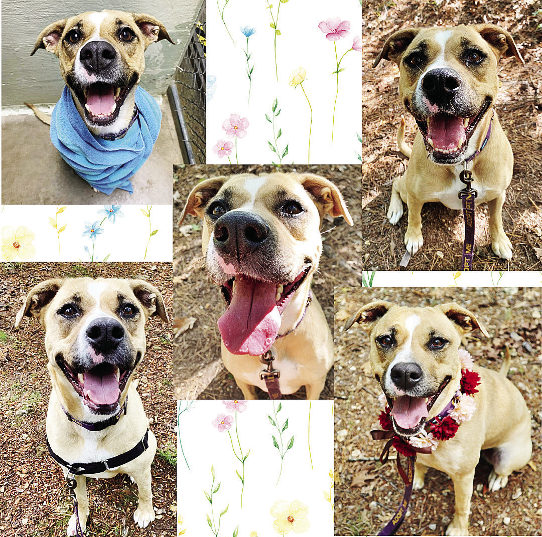 Pet of the Week - Eureka Spring Times-Echo