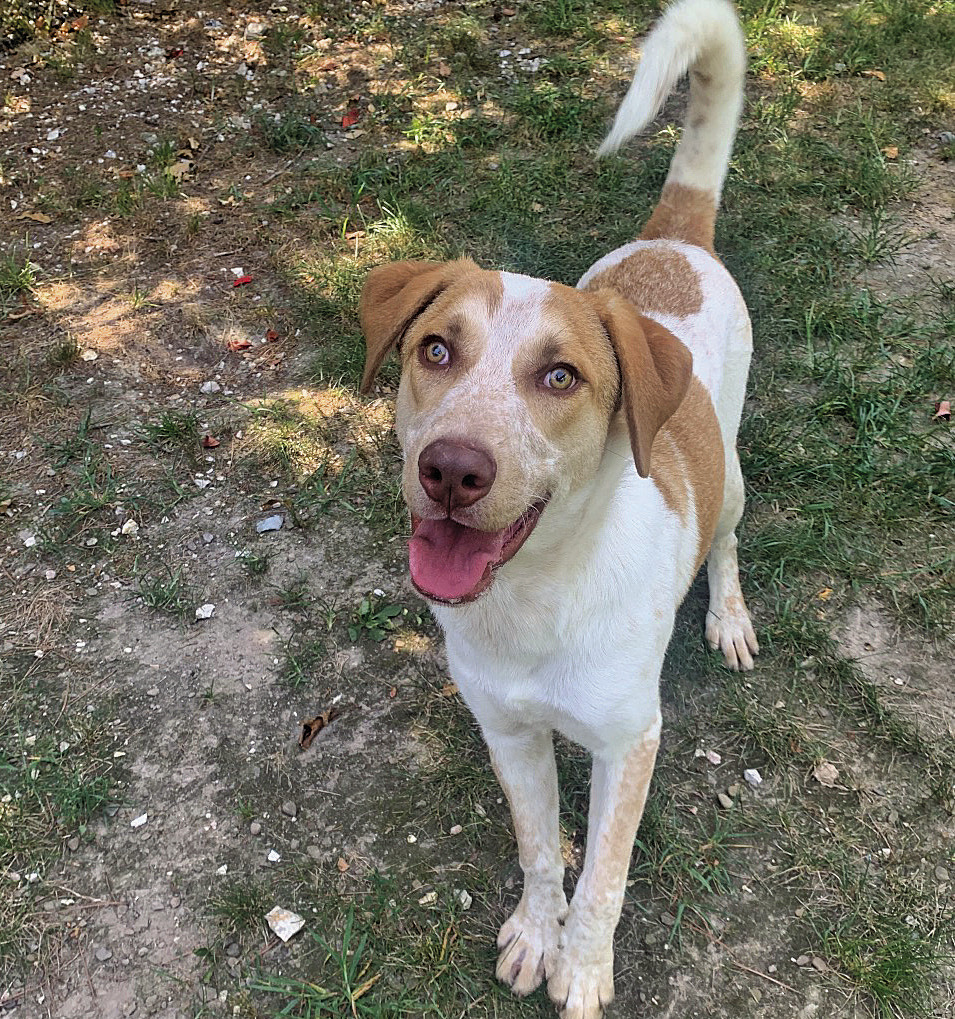 Pet of the Week - Eureka Spring Times-Echo