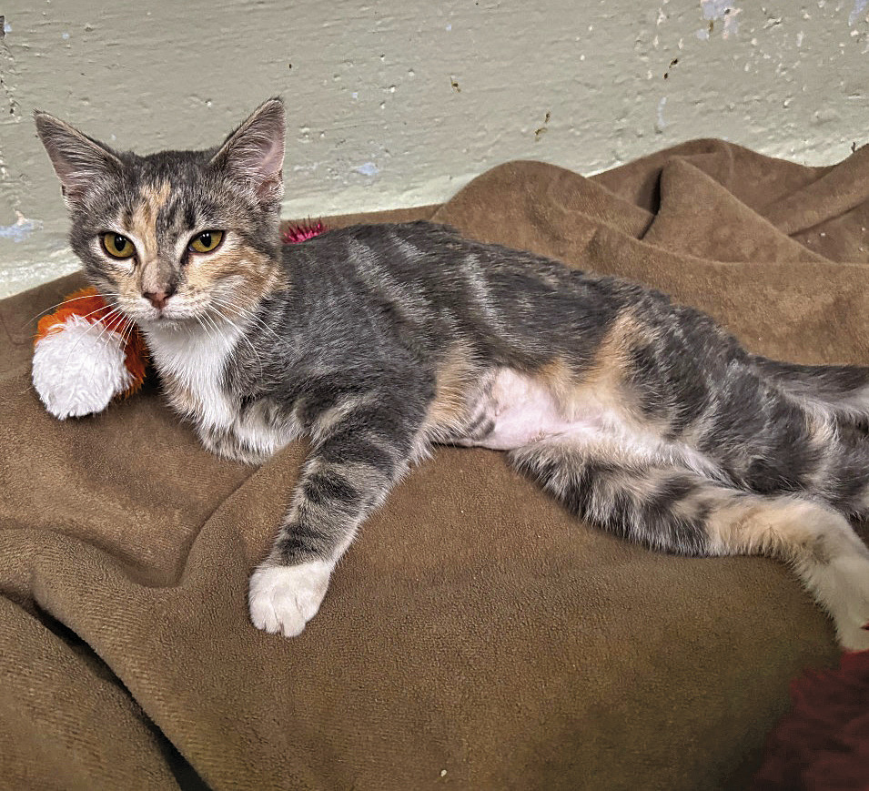 Pet of the Week - Eureka Spring Times-Echo