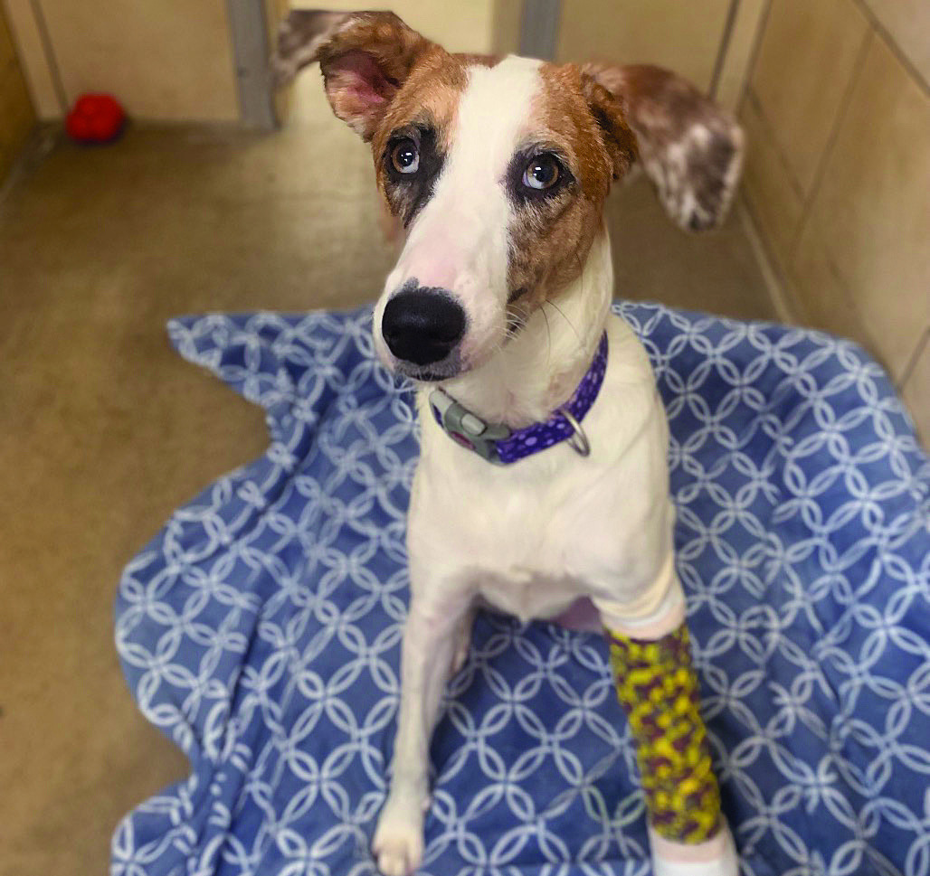 Pet of the Week: Larkspur - Eureka Spring Times-Echo