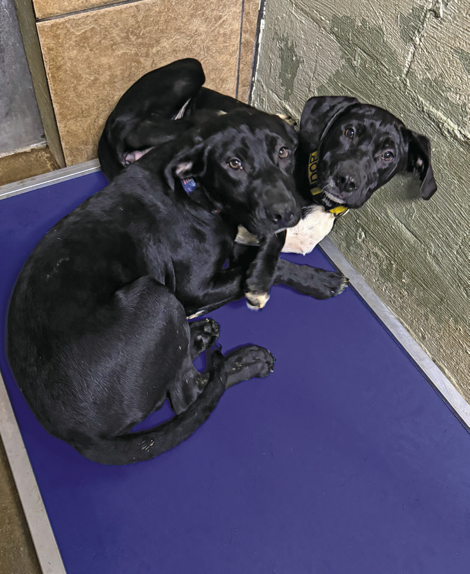 Pet of the week - Eureka Spring Times-Echo